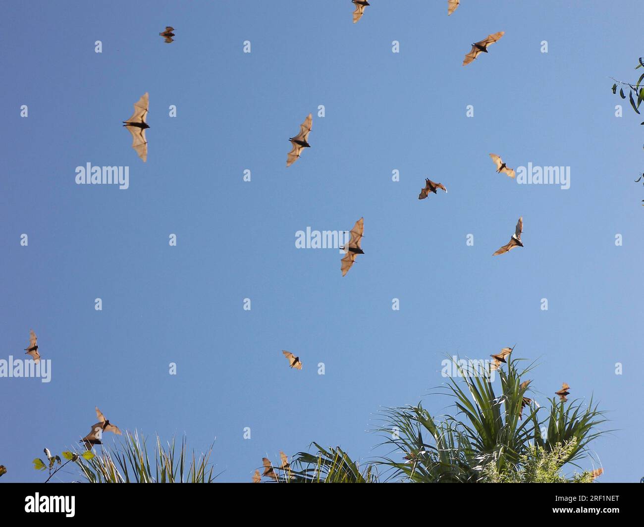 Fruit bats in Elsey National Park, near Mataranka Thermal Pool ...
