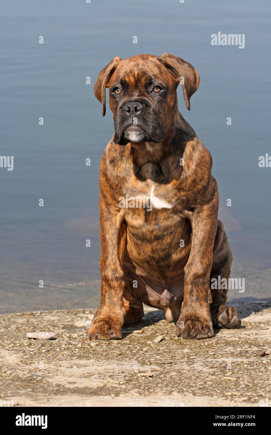 German Boxer, 4 months old, sitting by the water Stock Photo - Alamy