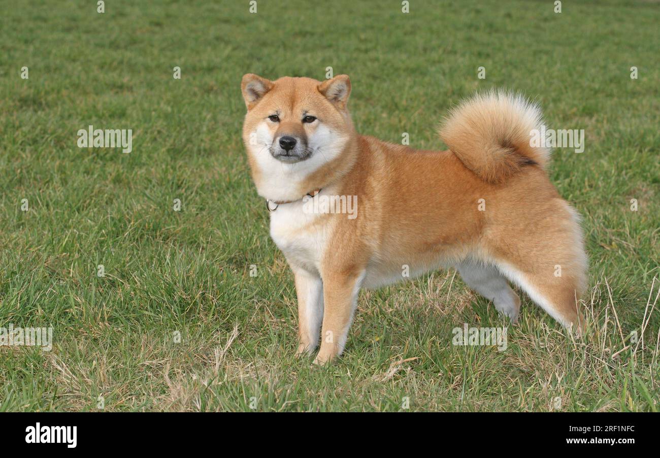 Shiba Inu standing sideways on the meadow Stock Photo - Alamy