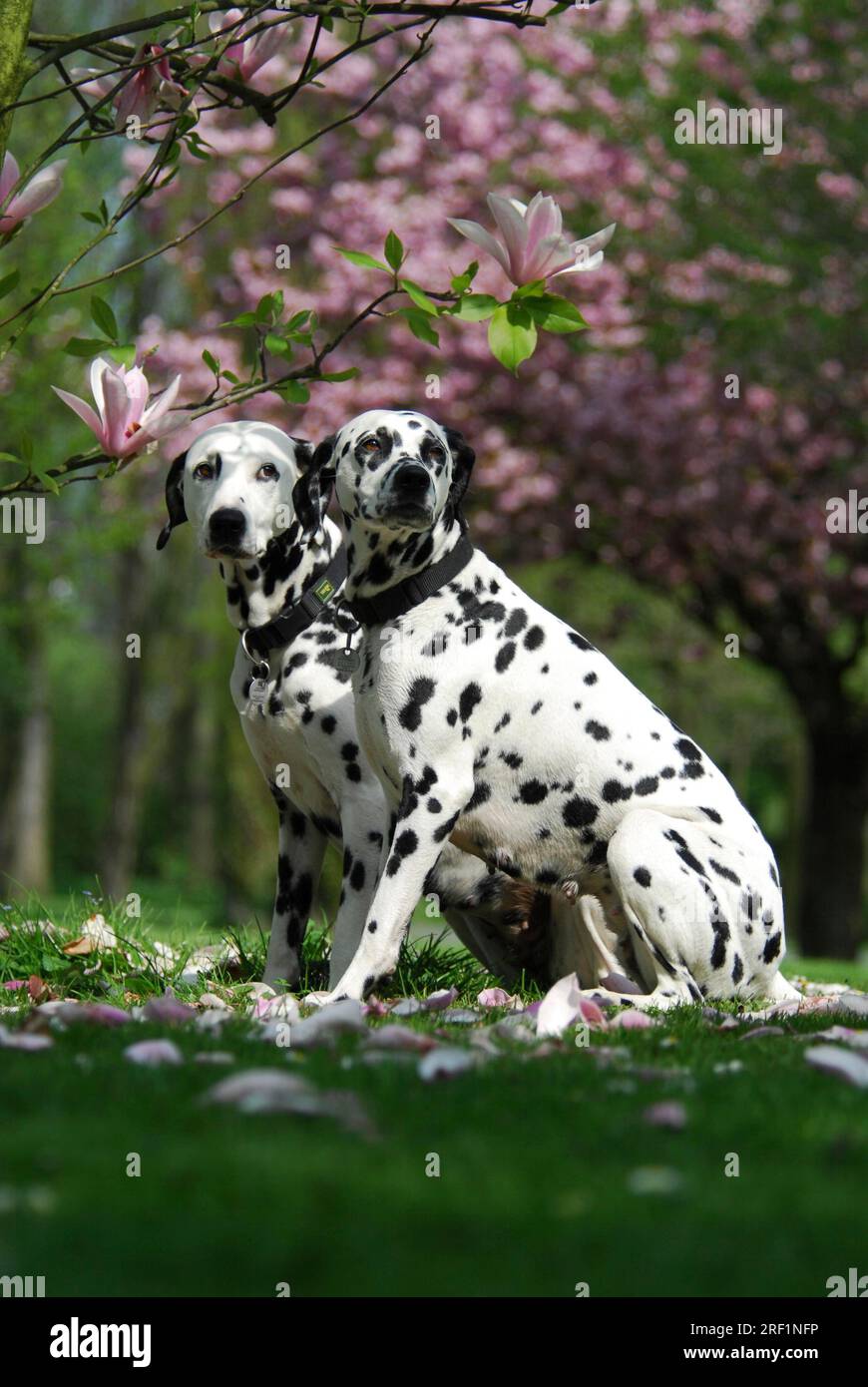 2, two Dalmatians are sitting in a meadow with blossoms of magnolia ...