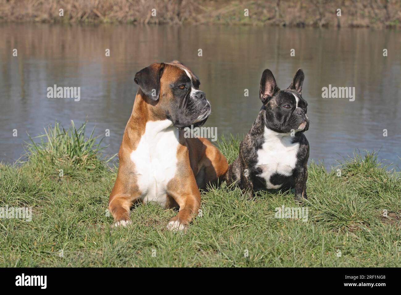 German Boxer and French Bulldog lying next to each other on the meadow ...