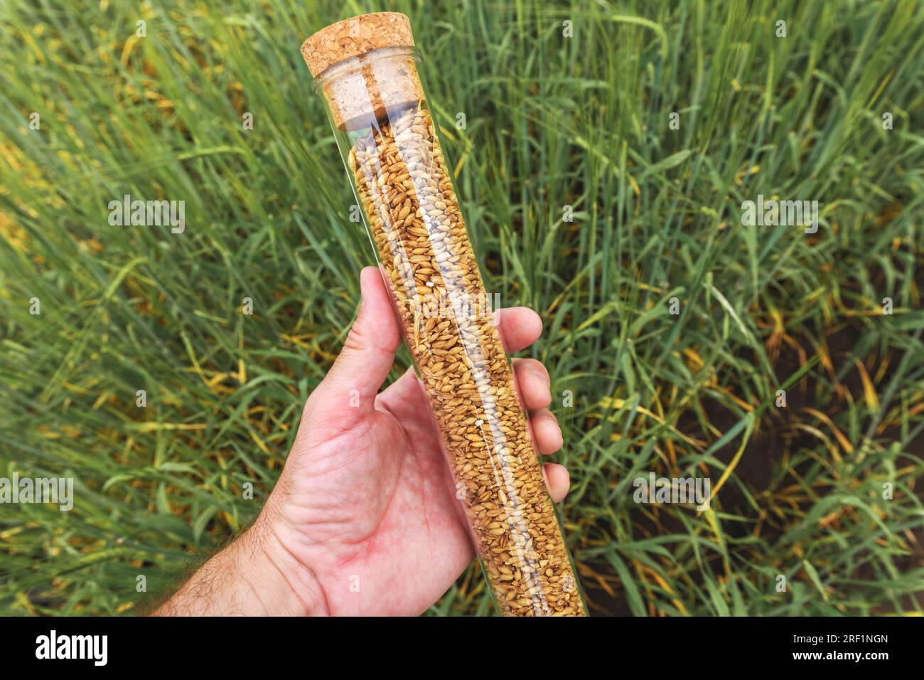 Farmer agronomist holding plastic tube with spelt wheat grain sample ...