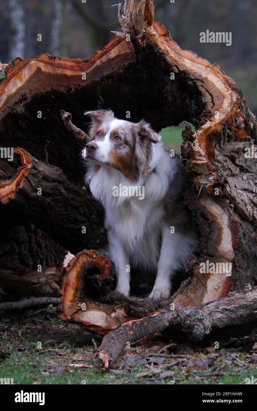 Australian Shepherd, red-merle, sitting in a hollow log, FCI Standard ...