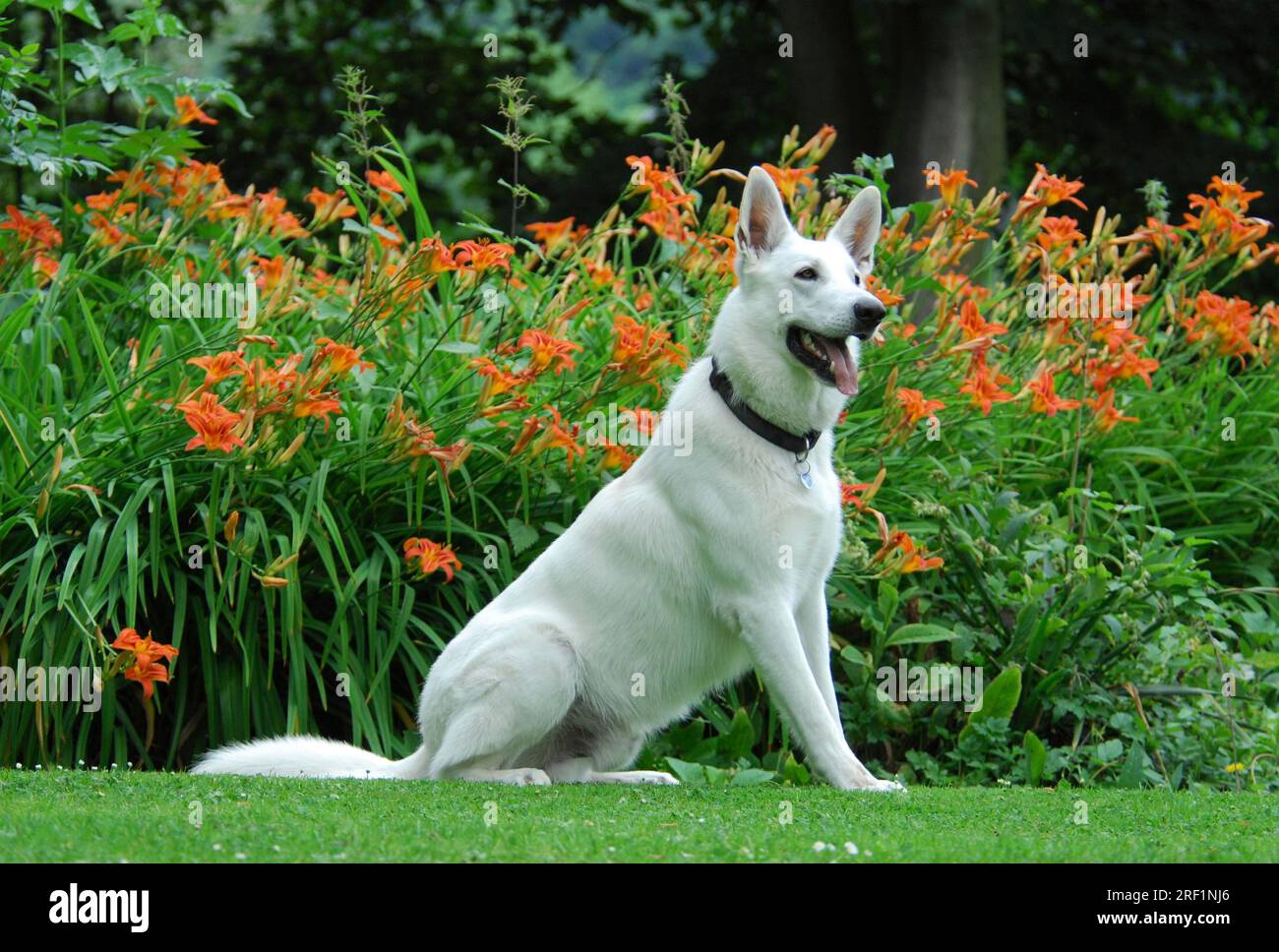White Shepherd sitting in front of orange daylilies, White Swiss ...