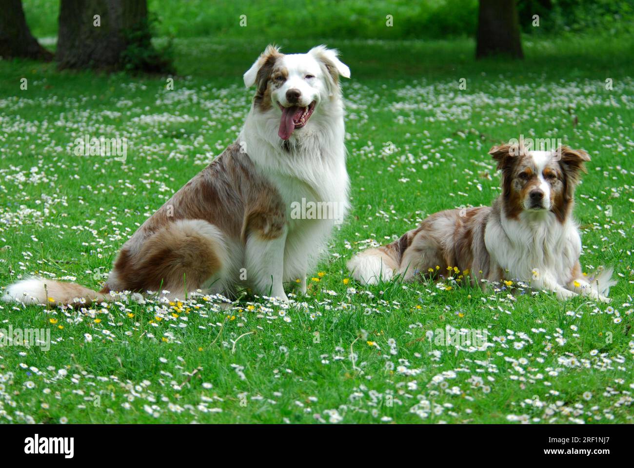 Two Australian Shepherds, red-merle, side by side in a meadow with ...