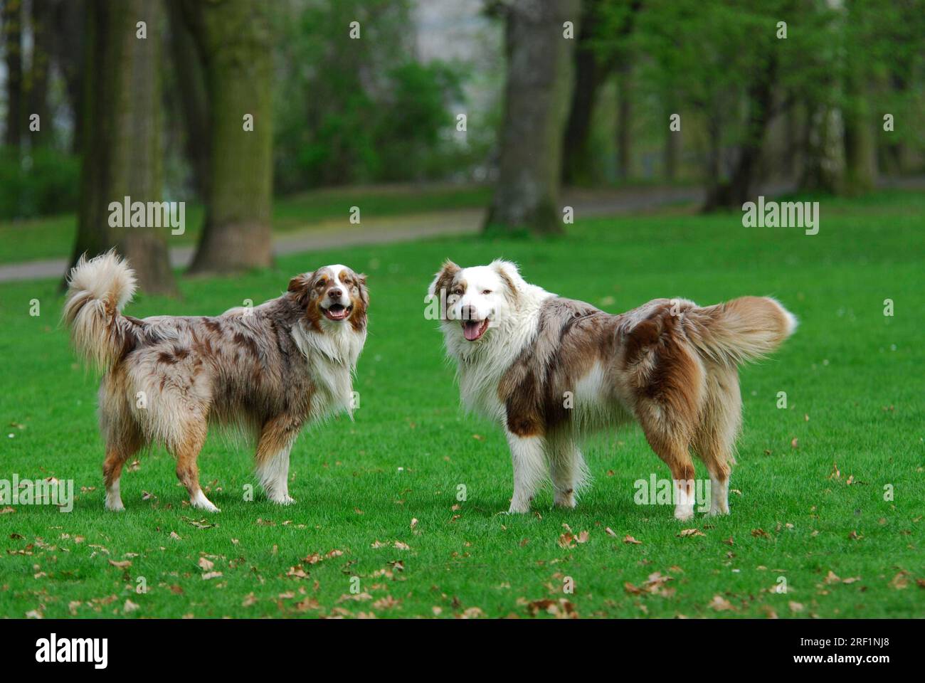 Two Australian Shepherds, red-merle, facing each other in a meadow, FCI ...