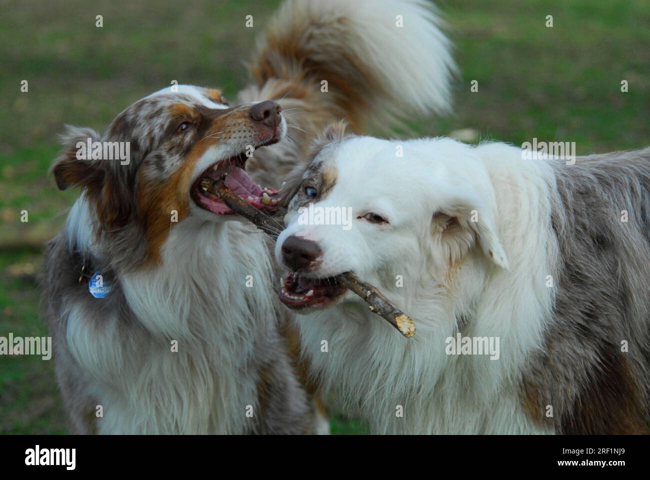 Two Australian Shepherds, red-merle, playing with a stick, FCI Standard ...