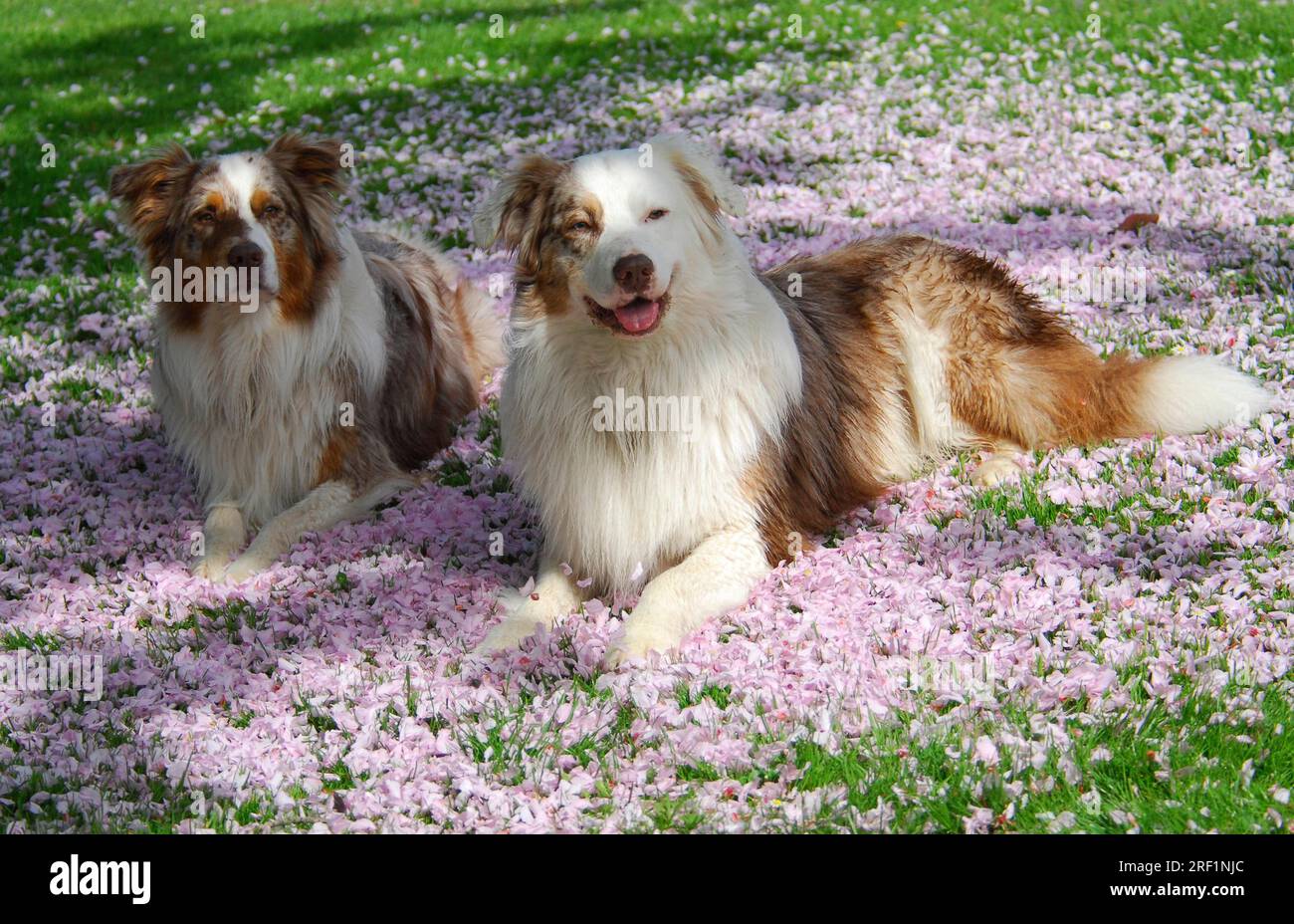 Two australian shepherds hi-res stock photography and images - Alamy