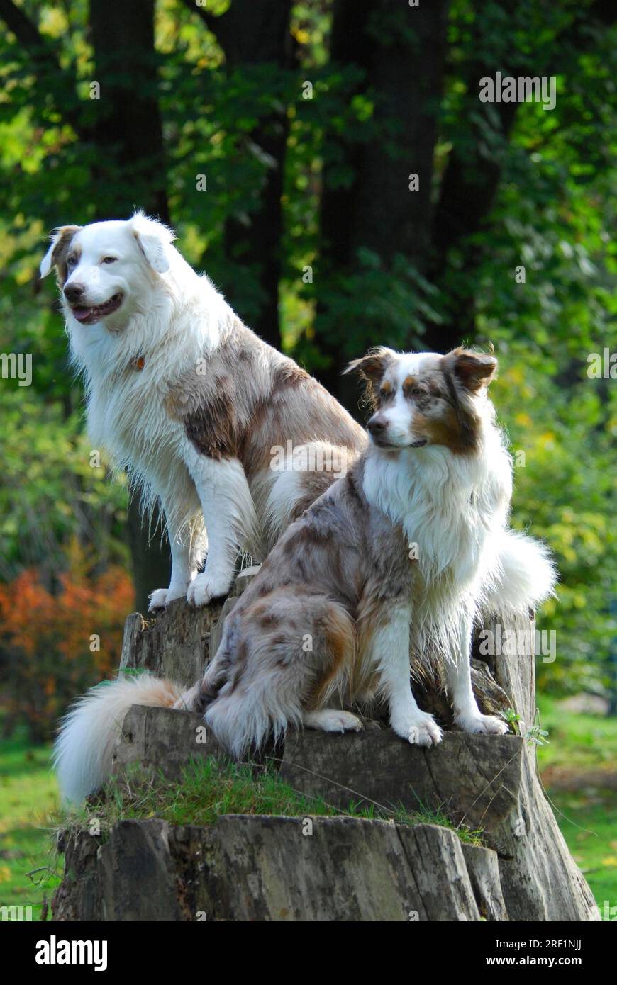 Two Australian Shepherds, red-merle, sitting together on a stump of a ...