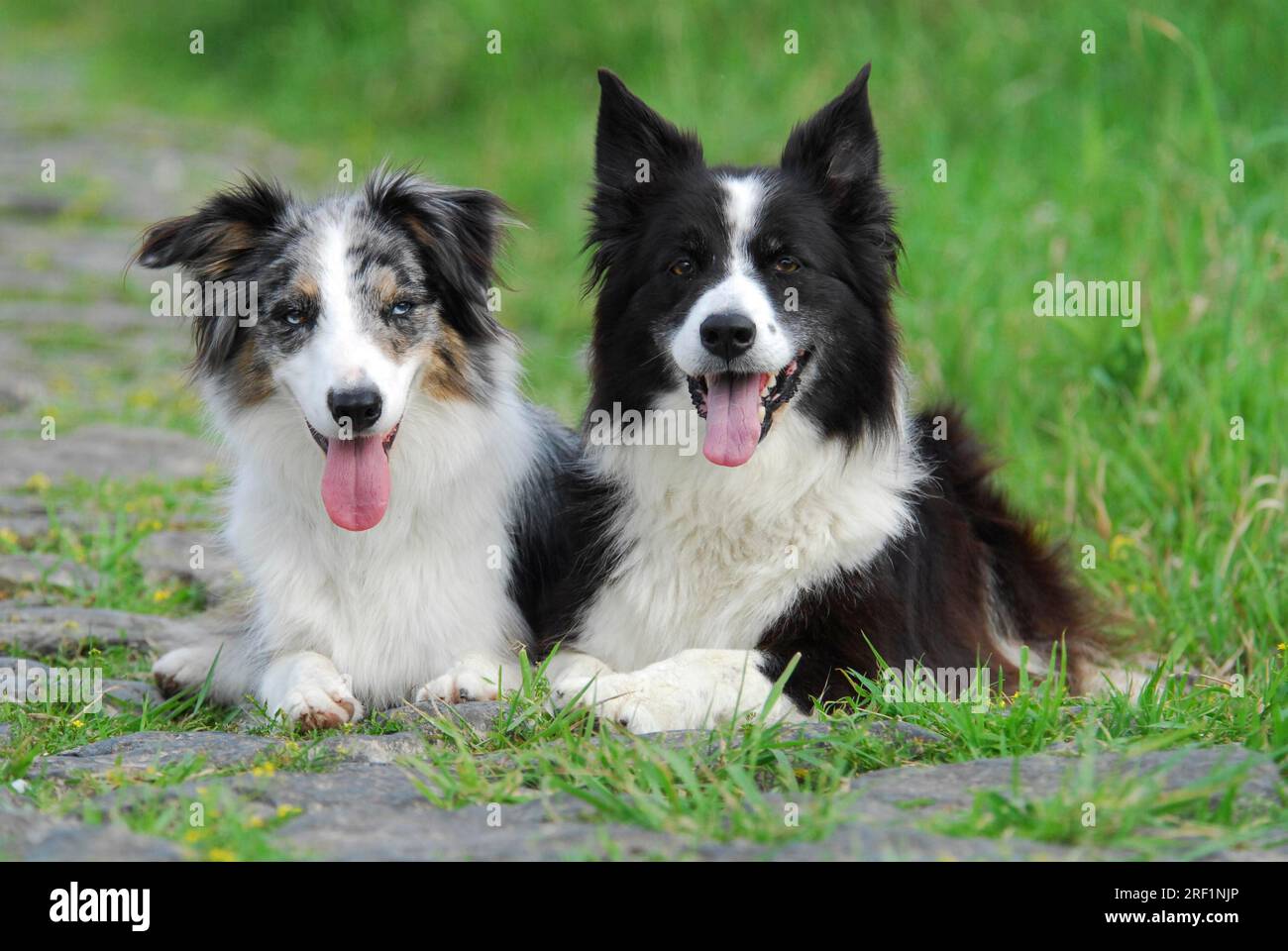 2, Two border collies lying side by side on a path, FCI Standard No ...