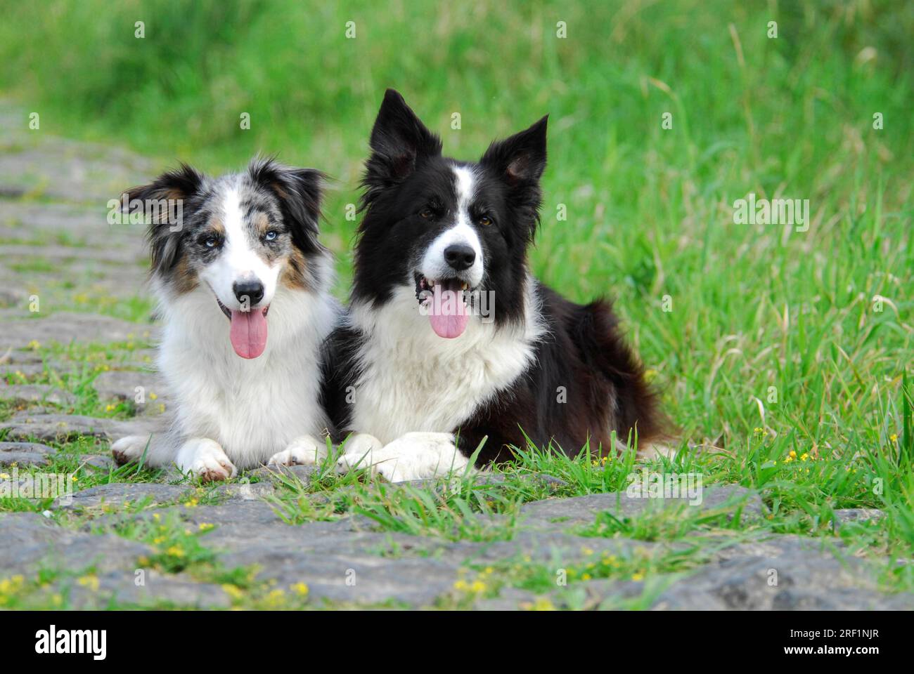 2, Two border collies lying side by side on a path, FCI Standard No ...