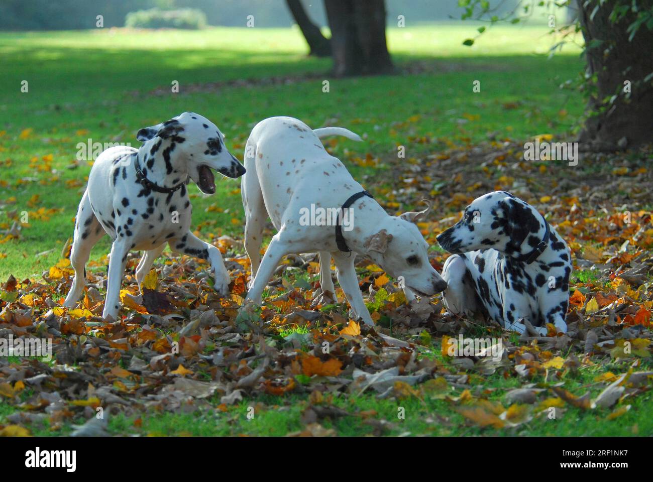 101 Dalmatians Puppies Running