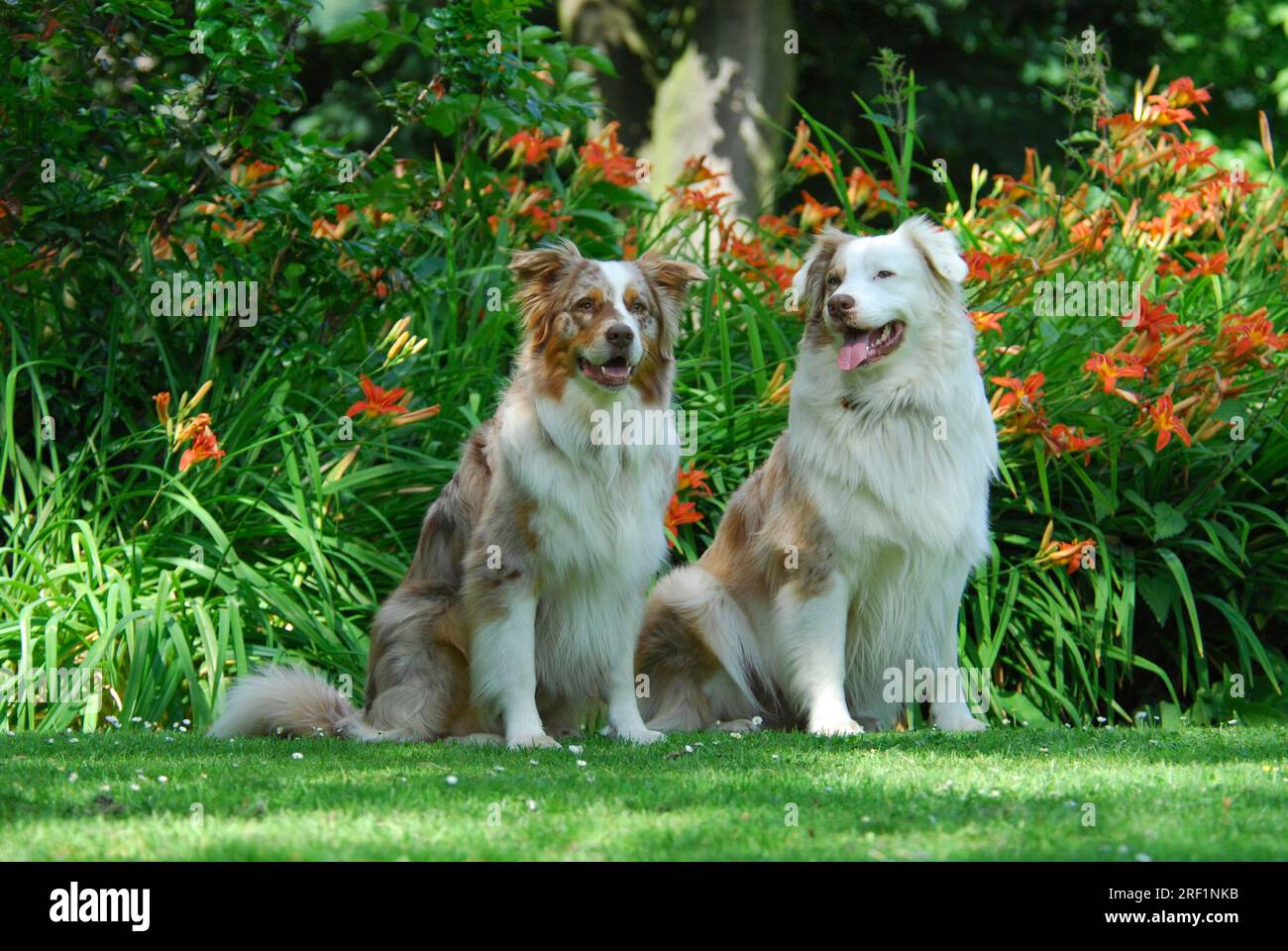Two Australian Shepherds, red-merle, sitting side by side in front of ...
