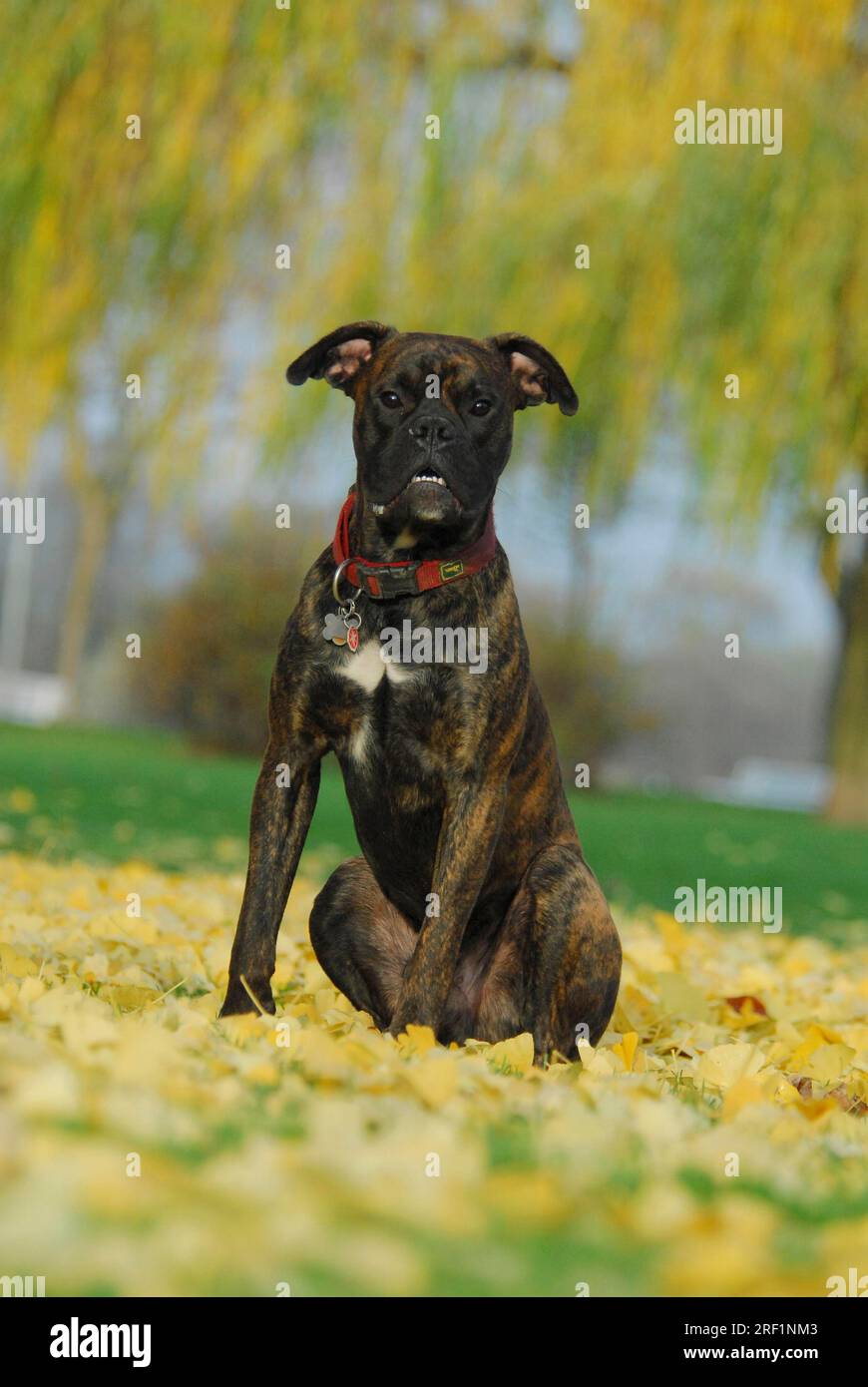 Year old german boxer hi-res stock photography and images - Alamy