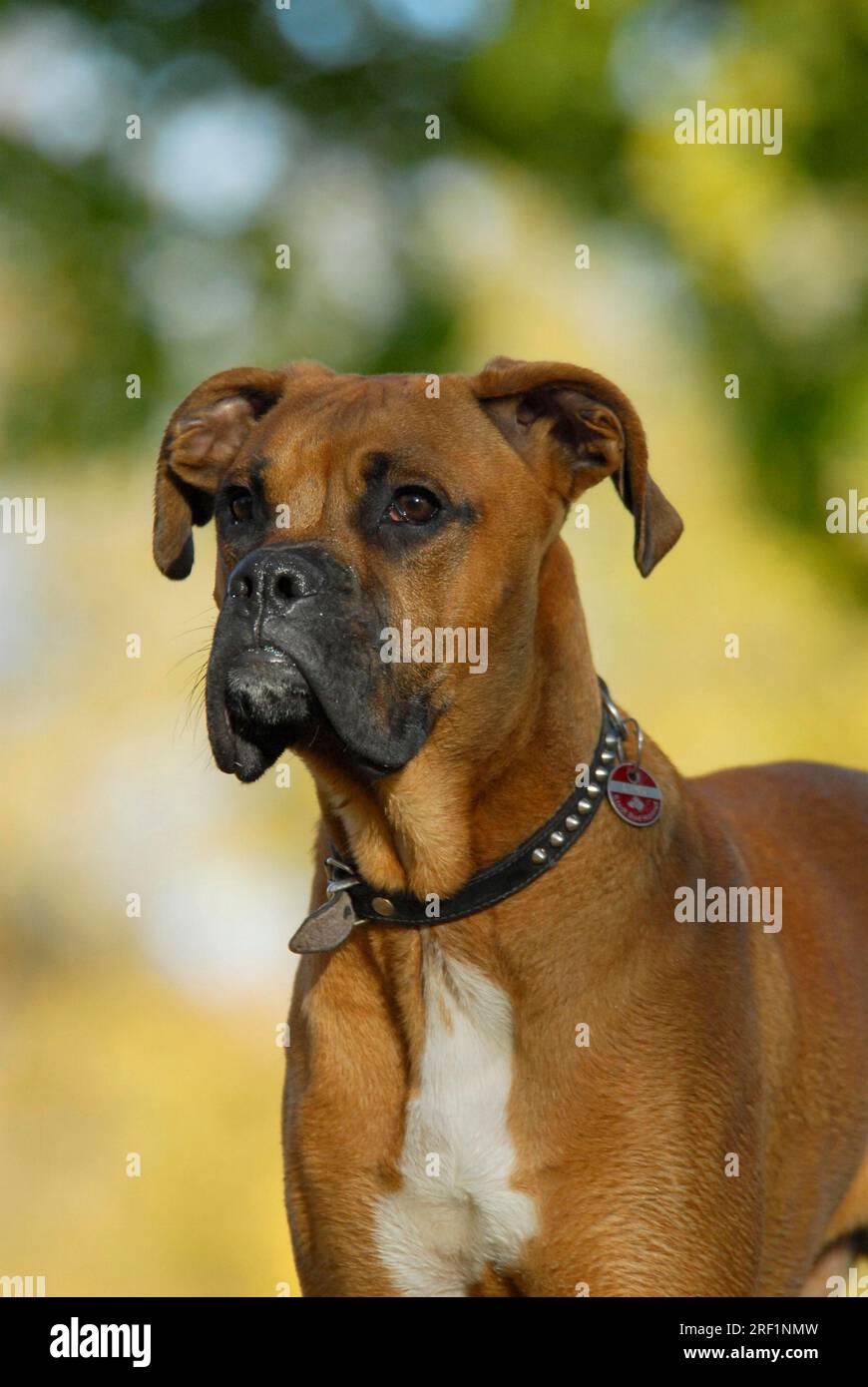 Young Boxer, male, 7 months old, portrait, FCI Standard No. 144/2. 2 ...