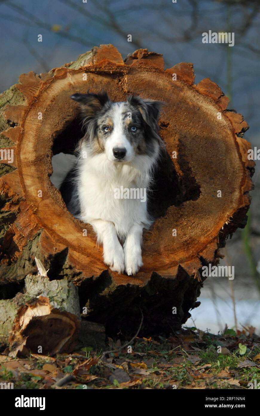 Border collie, blue-merle, lying in a hollow log, FCI standard no. 297/ ...
