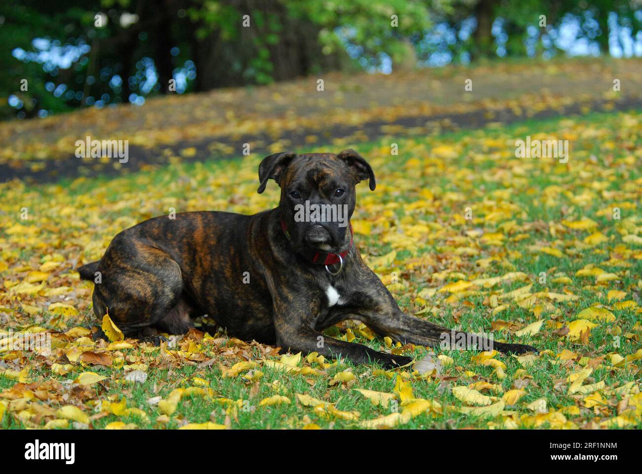Young Boxer, male, 10 months old, brindle, lying in a meadow with ...