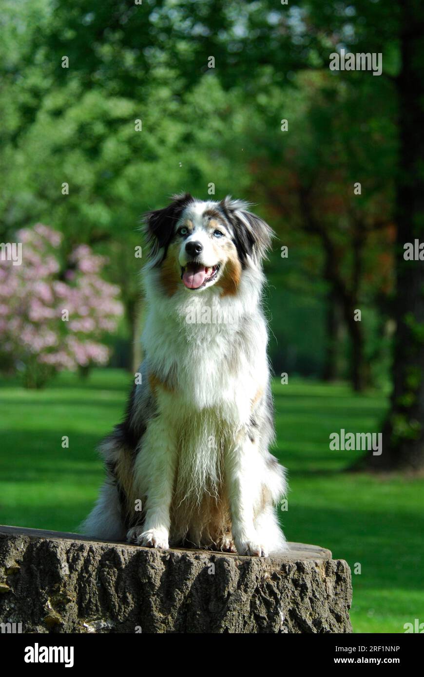 Australian Shepherd, blue-merle, sitting on a stump of a tree, FCI ...