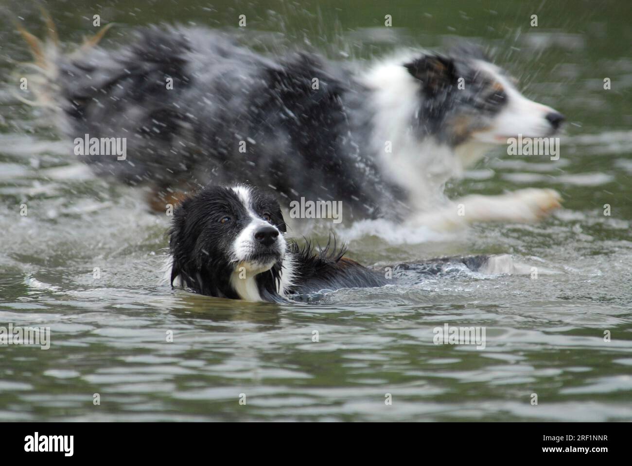 Border collie swimming, behind it another border collie jumps into the ...