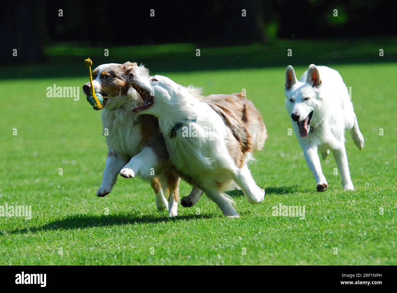 Two Australian Shepherds, red-merle, running together across a meadow ...