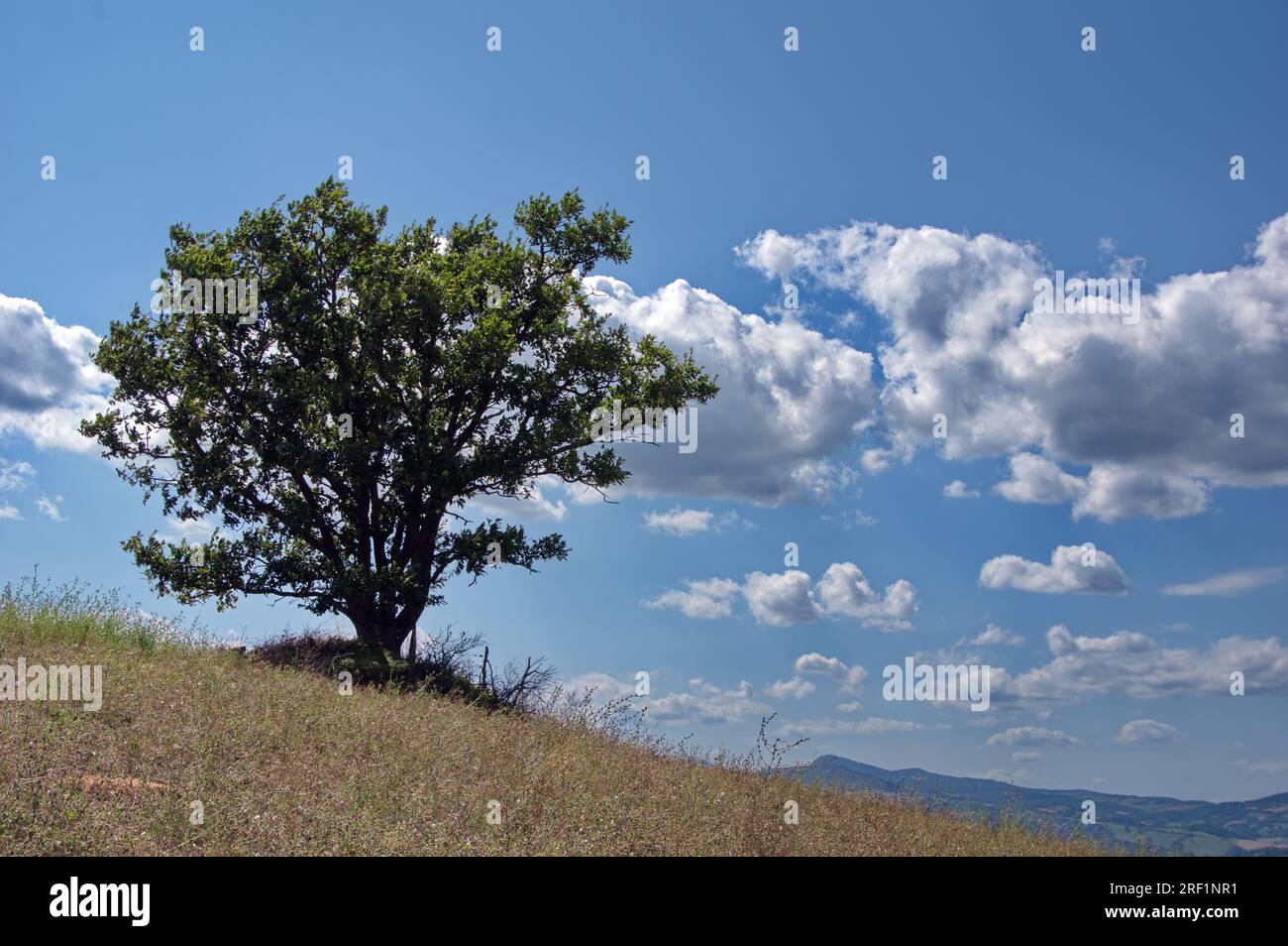 Alberi e colline del Montefeltro Stock Photo - Alamy