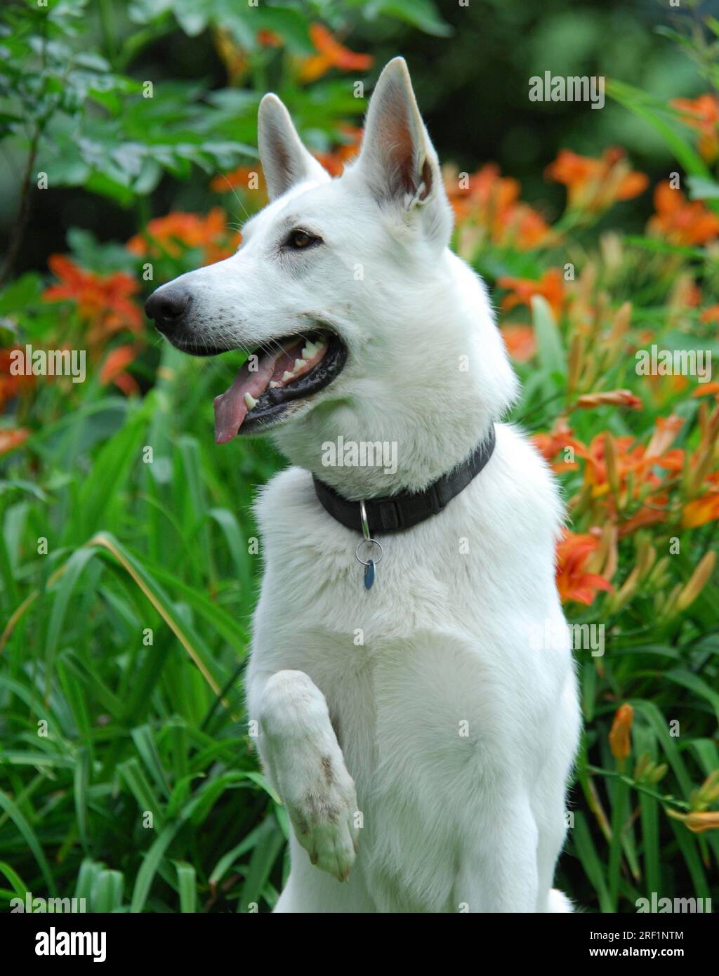White Shepherd, in front of the orange flowers of daylilies, White ...