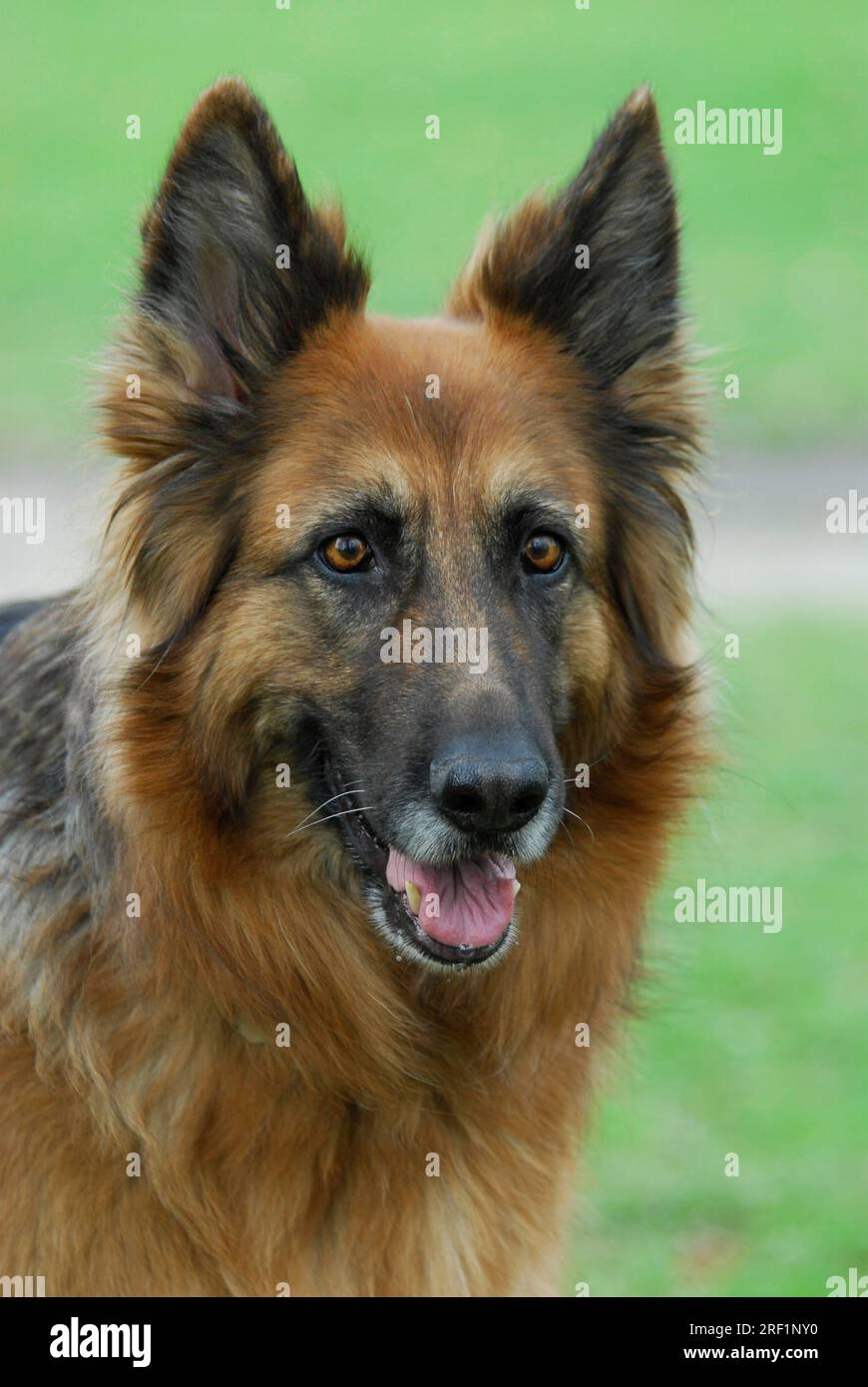 German shepherd, bitch, portrait, FCI Standard No. 166, German shepherd ...