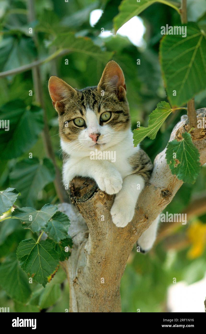 Tomcat cat tree hi-res stock photography and images - Alamy