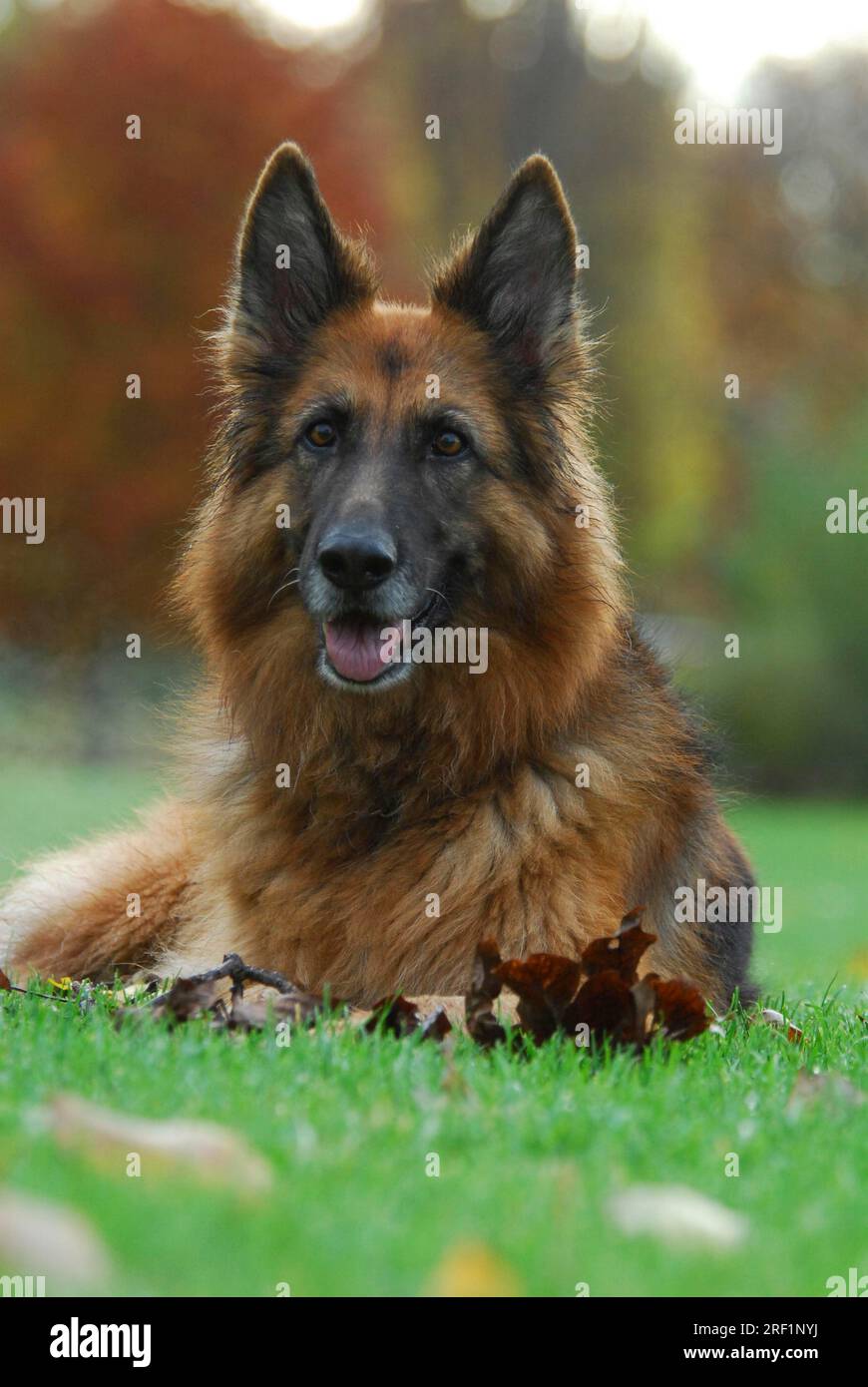 German shepherd, bitch, portrait, FCI Standard No. 166, German shepherd ...