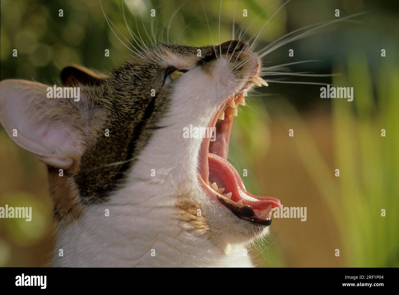 Felidae yawn hi-res stock photography and images - Alamy