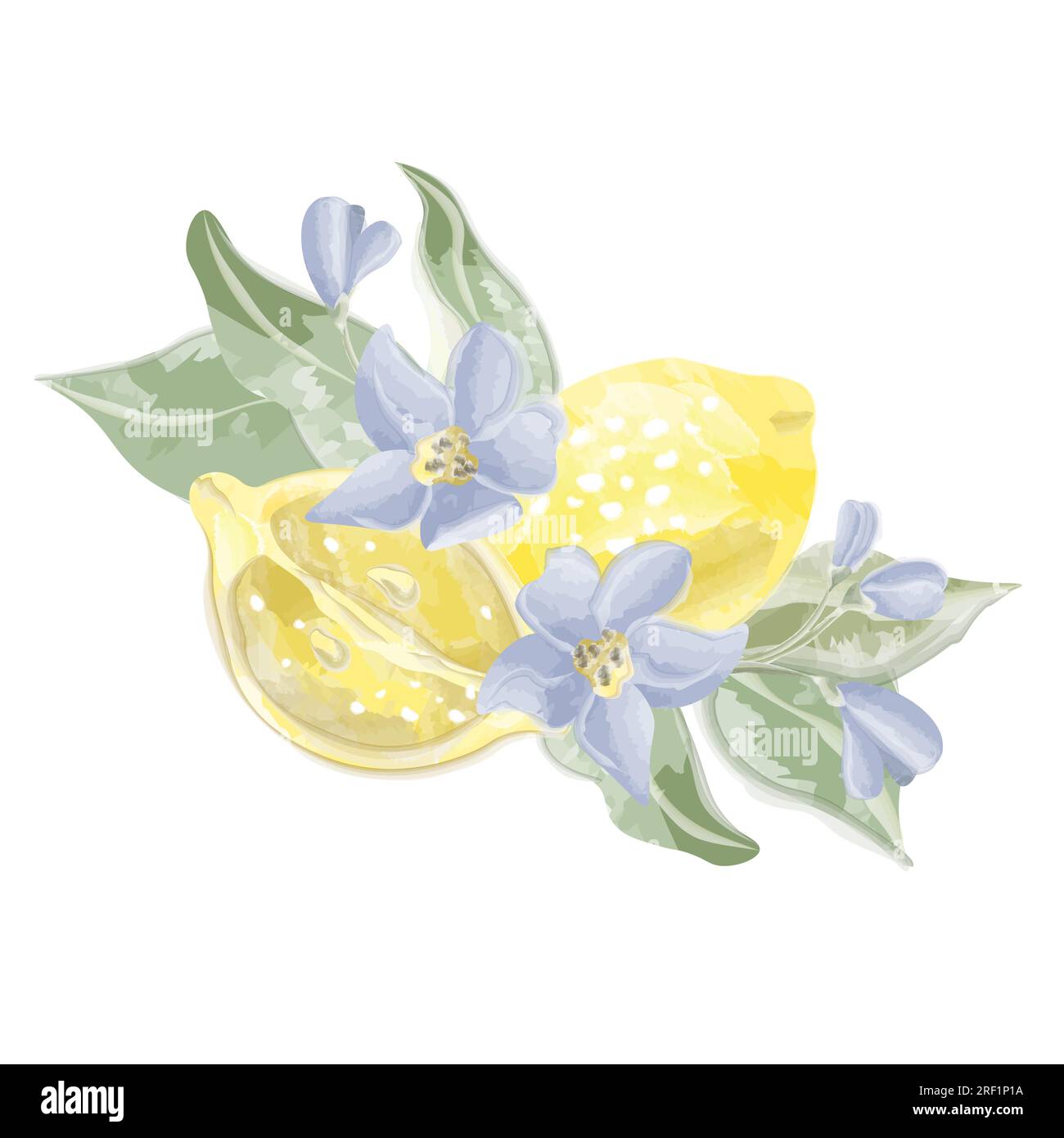 Plant to cut flowers Stock Vector Images - Alamy