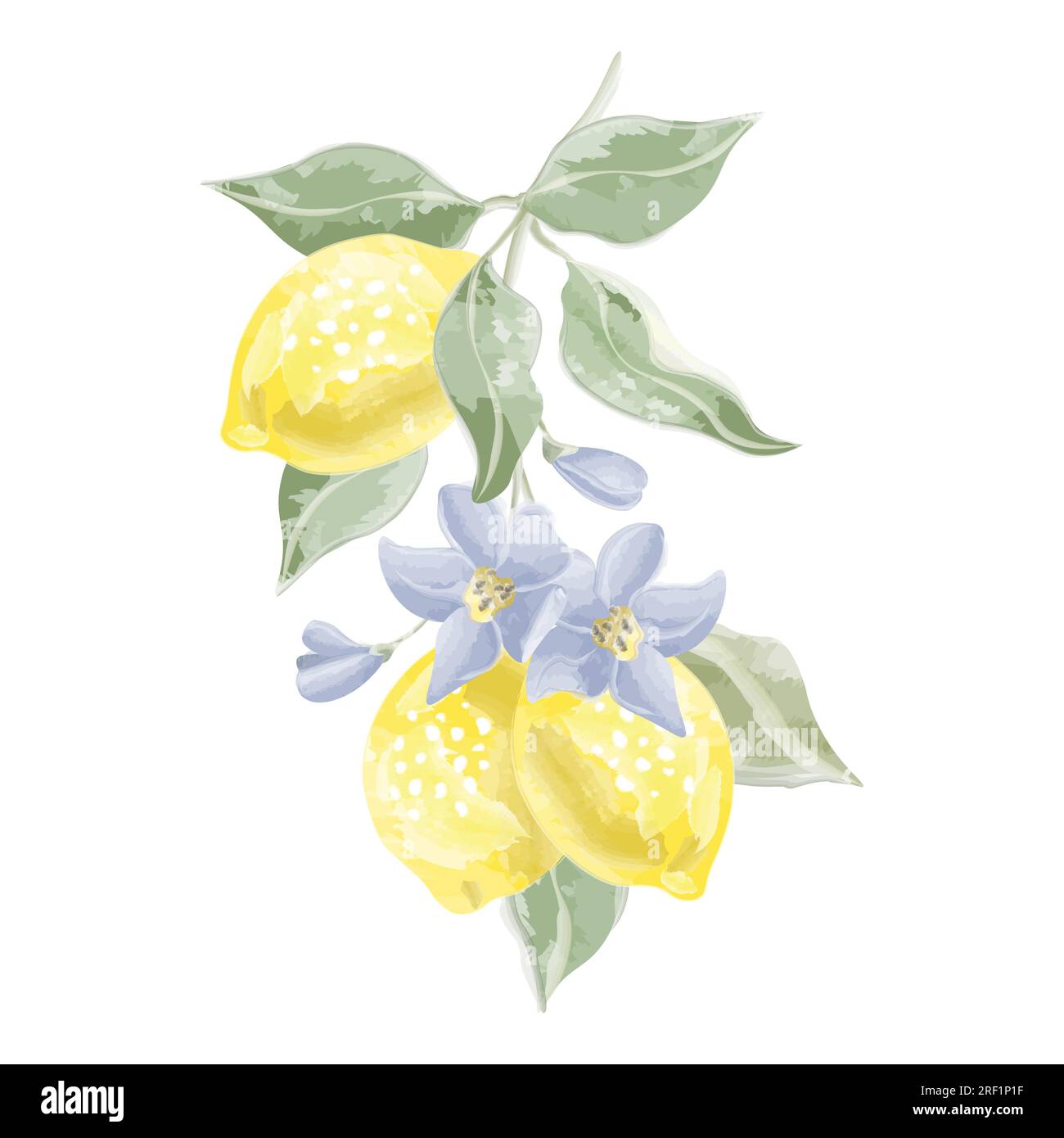 Lemons leaves on branch Stock Vector Images - Alamy