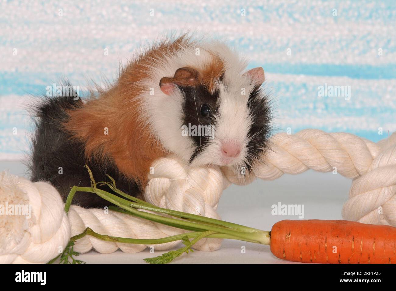 Angora guinea pig hi-res stock photography and images - Alamy