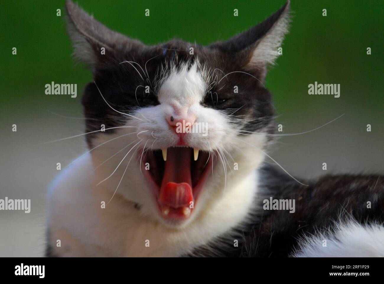 Felidae yawn hi-res stock photography and images - Alamy