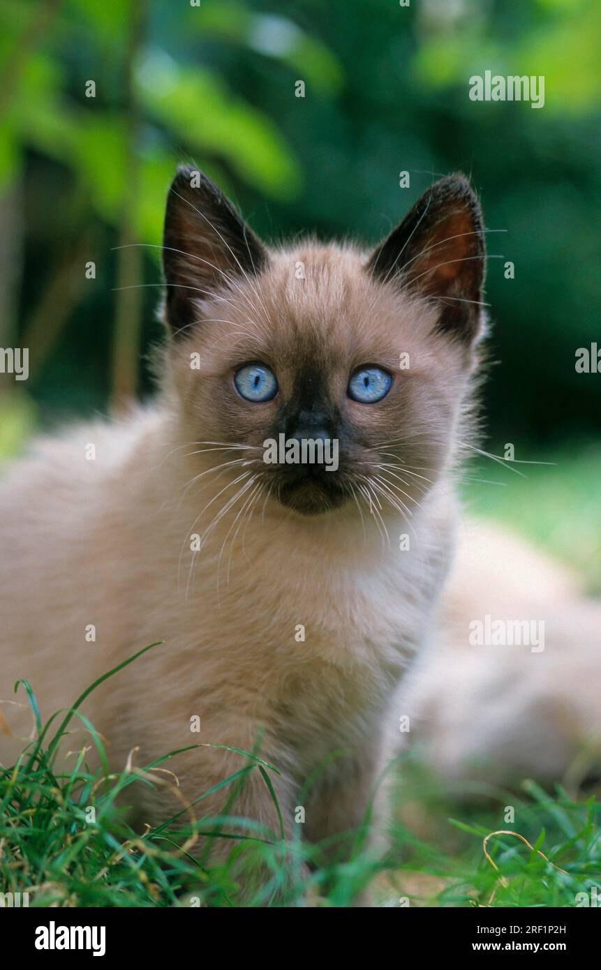 Siamese mix hi-res stock photography and images - Alamy