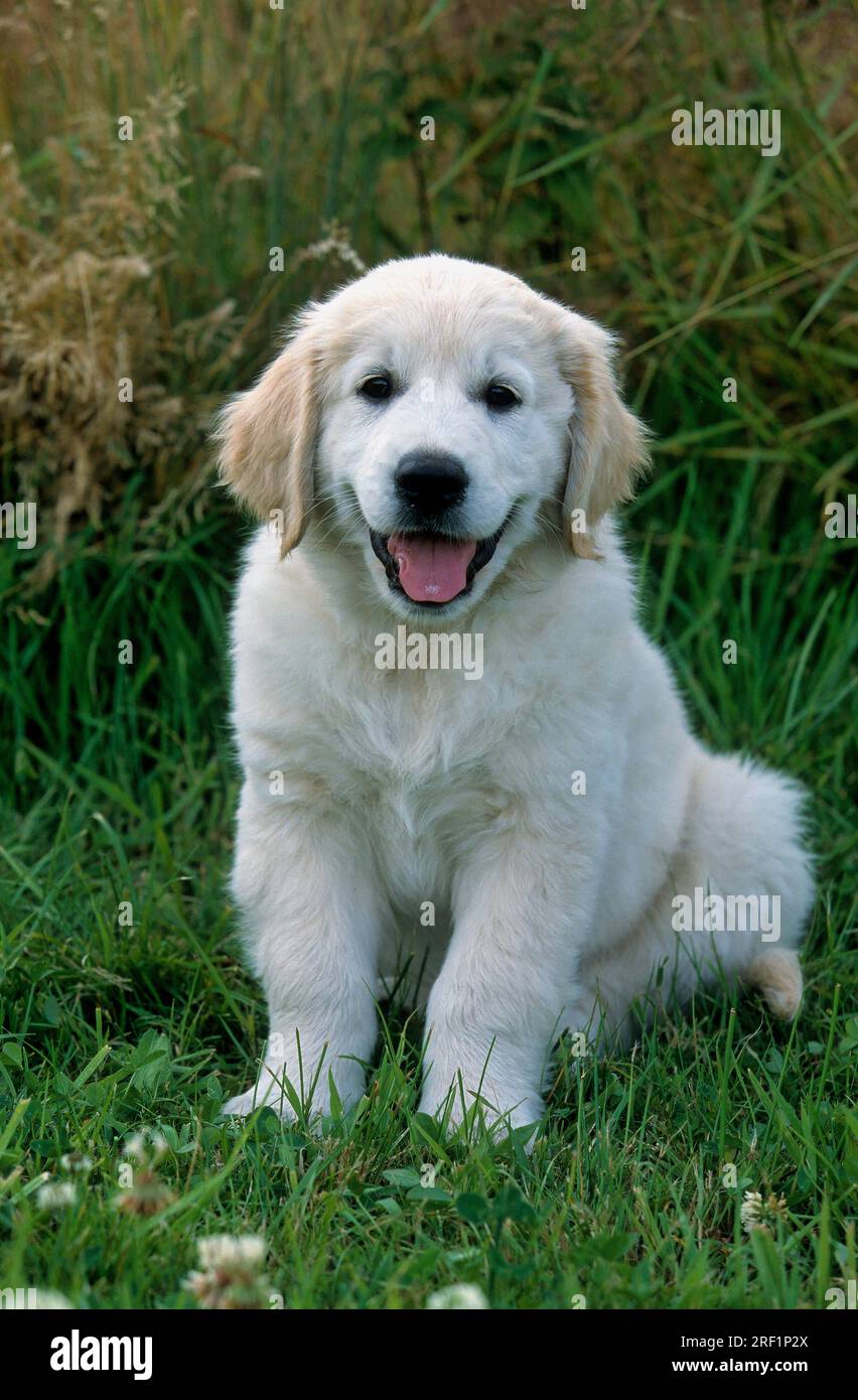 Golden Retriever, Puppy, FCI Standard No. 111 Stock Photo - Alamy