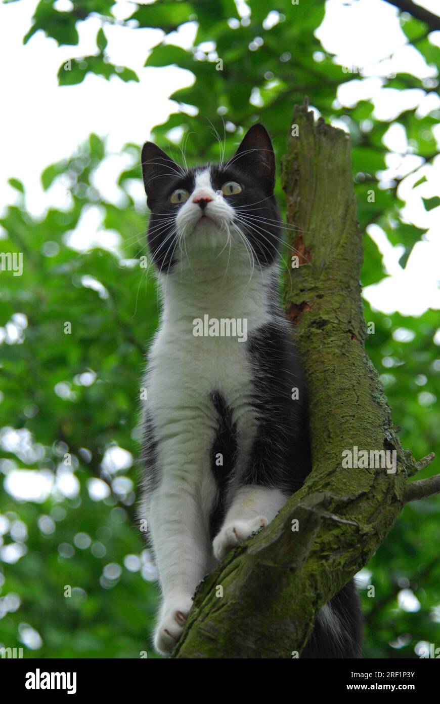 Domestic cat climbing in a tree, cat is climbing in a wildcat (Felis ...
