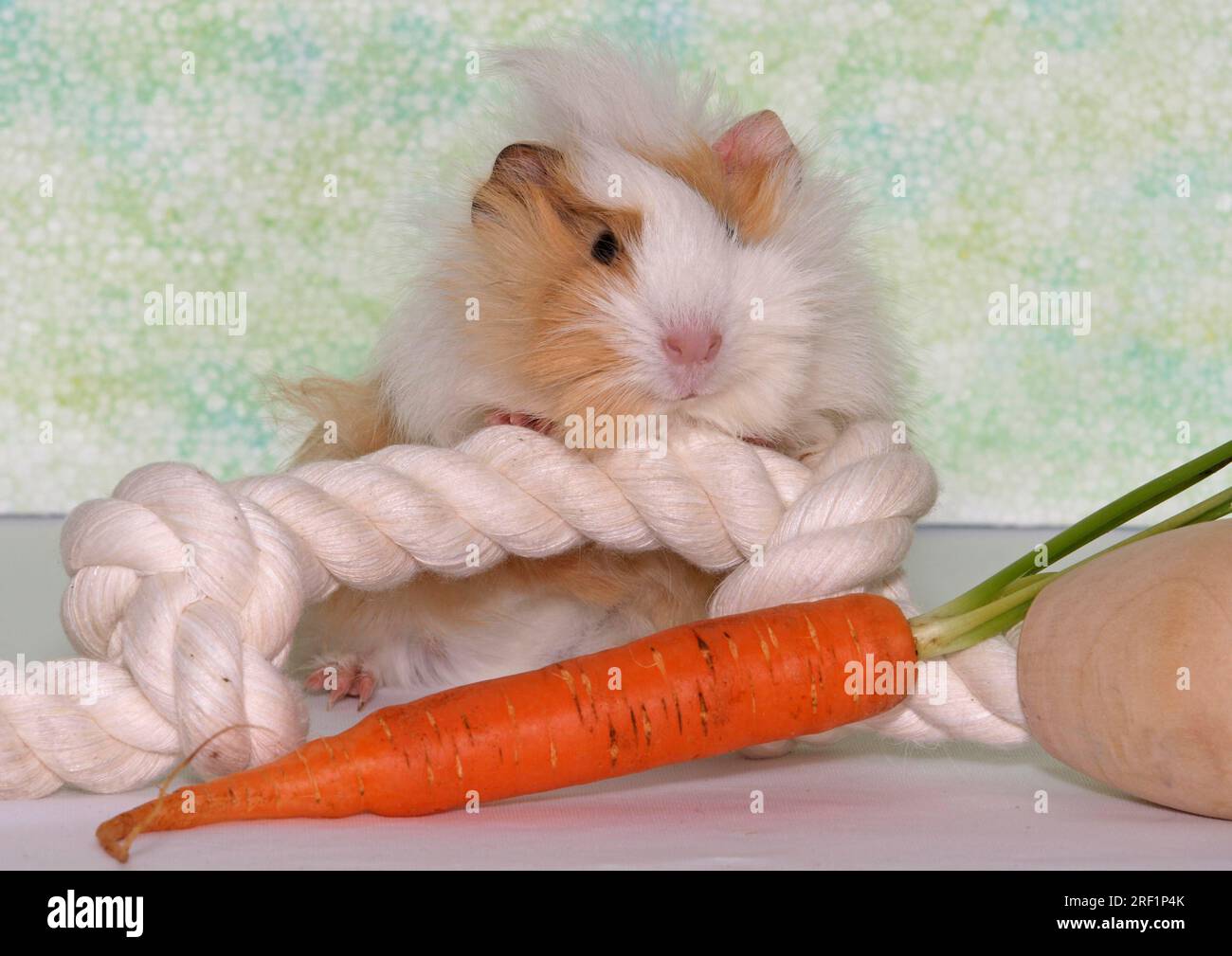 Angora guinea pig hi-res stock photography and images - Alamy
