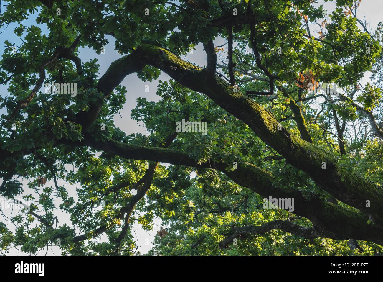 Old oak tree leaves summer hi-res stock photography and images - Alamy
