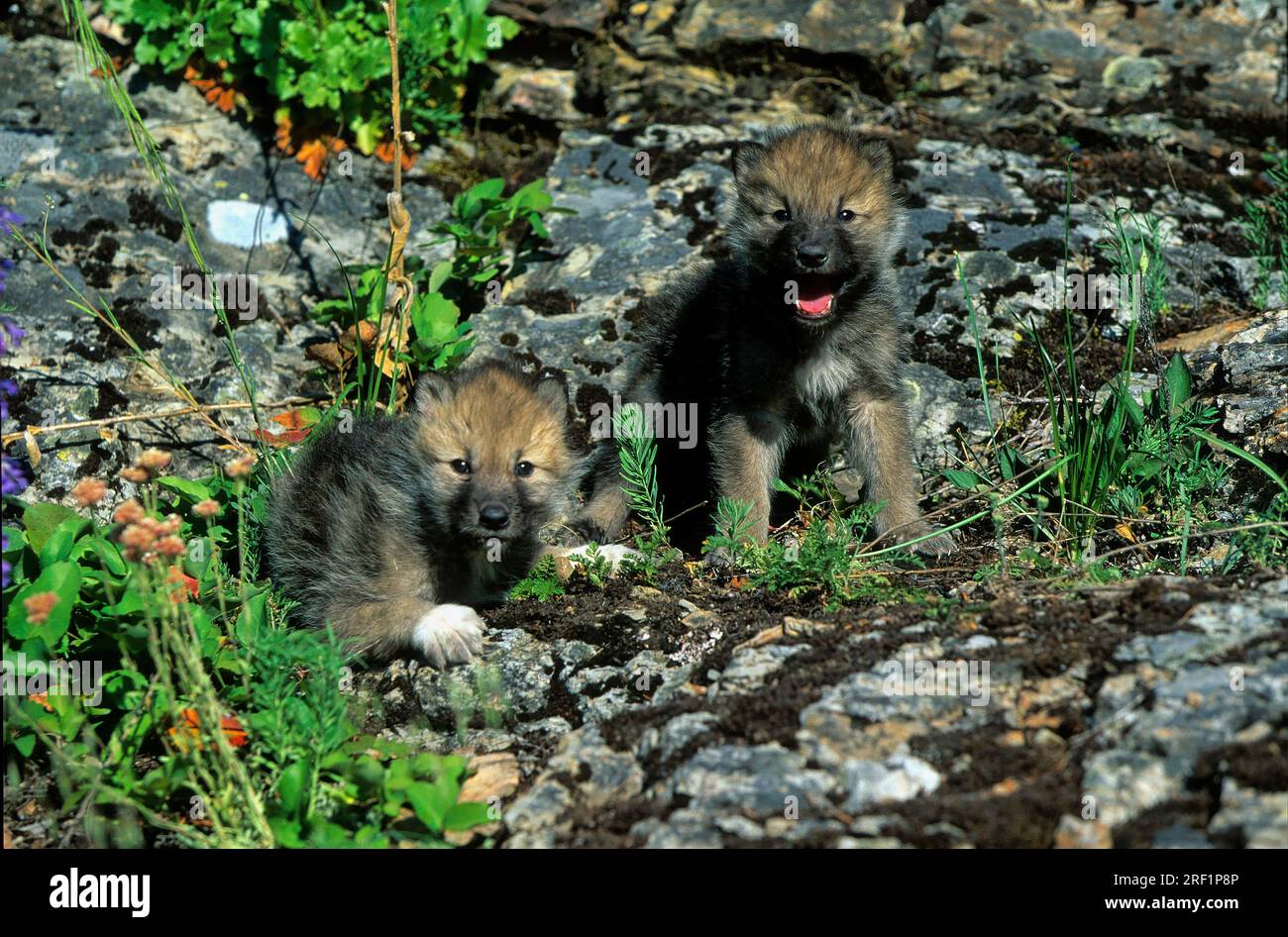 Alaskan tundra gray wolf (Canis lupus), juveniles tundrorum Stock Photo ...