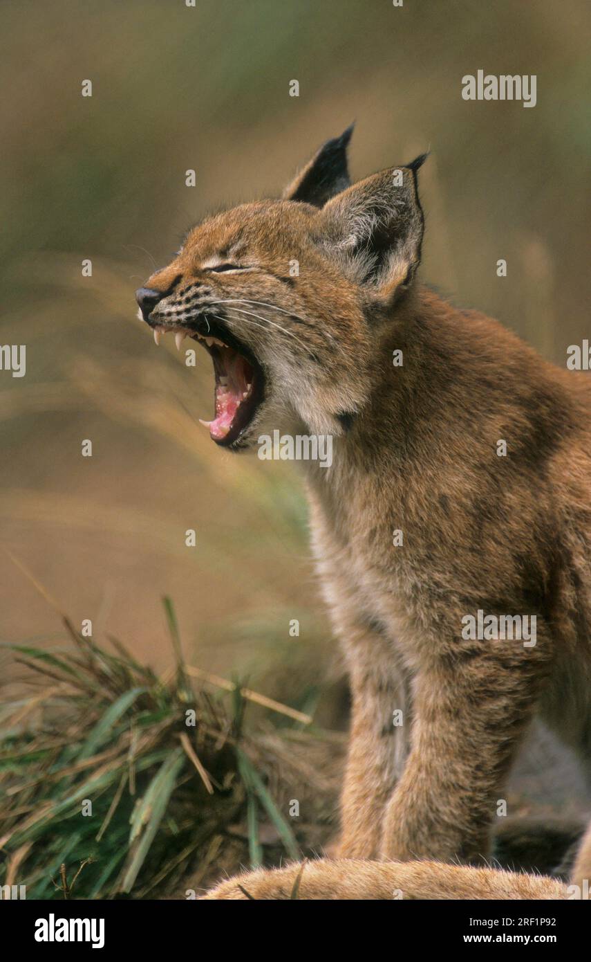 Baby lynx hi-res stock photography and images - Alamy