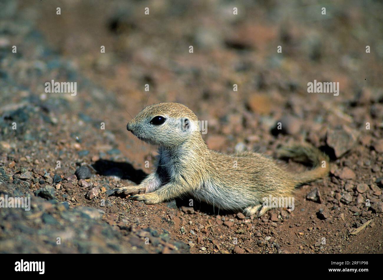 Baby weasel hi-res stock photography and images - Alamy