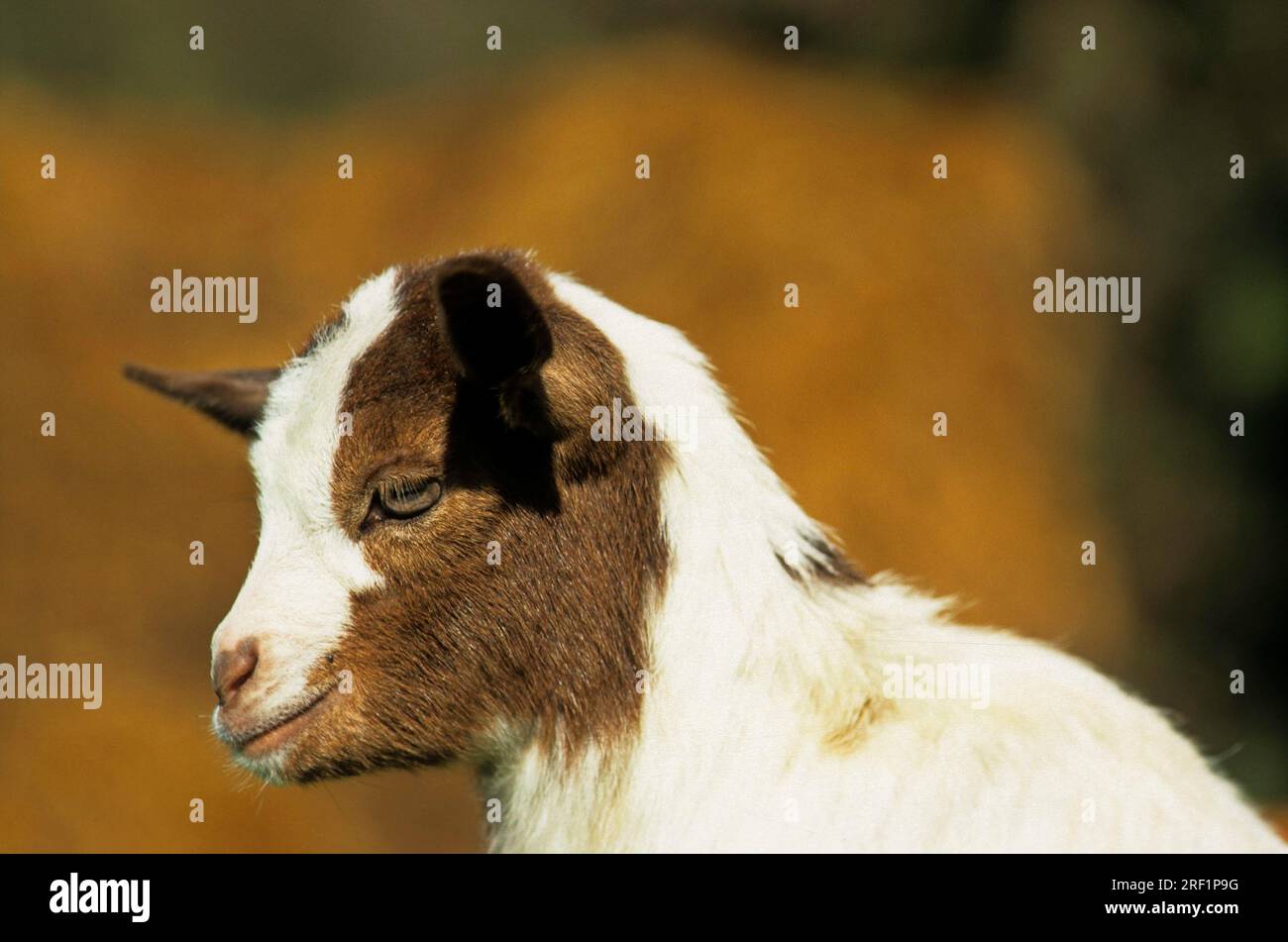 Baby Pygmy Goat Brown Face