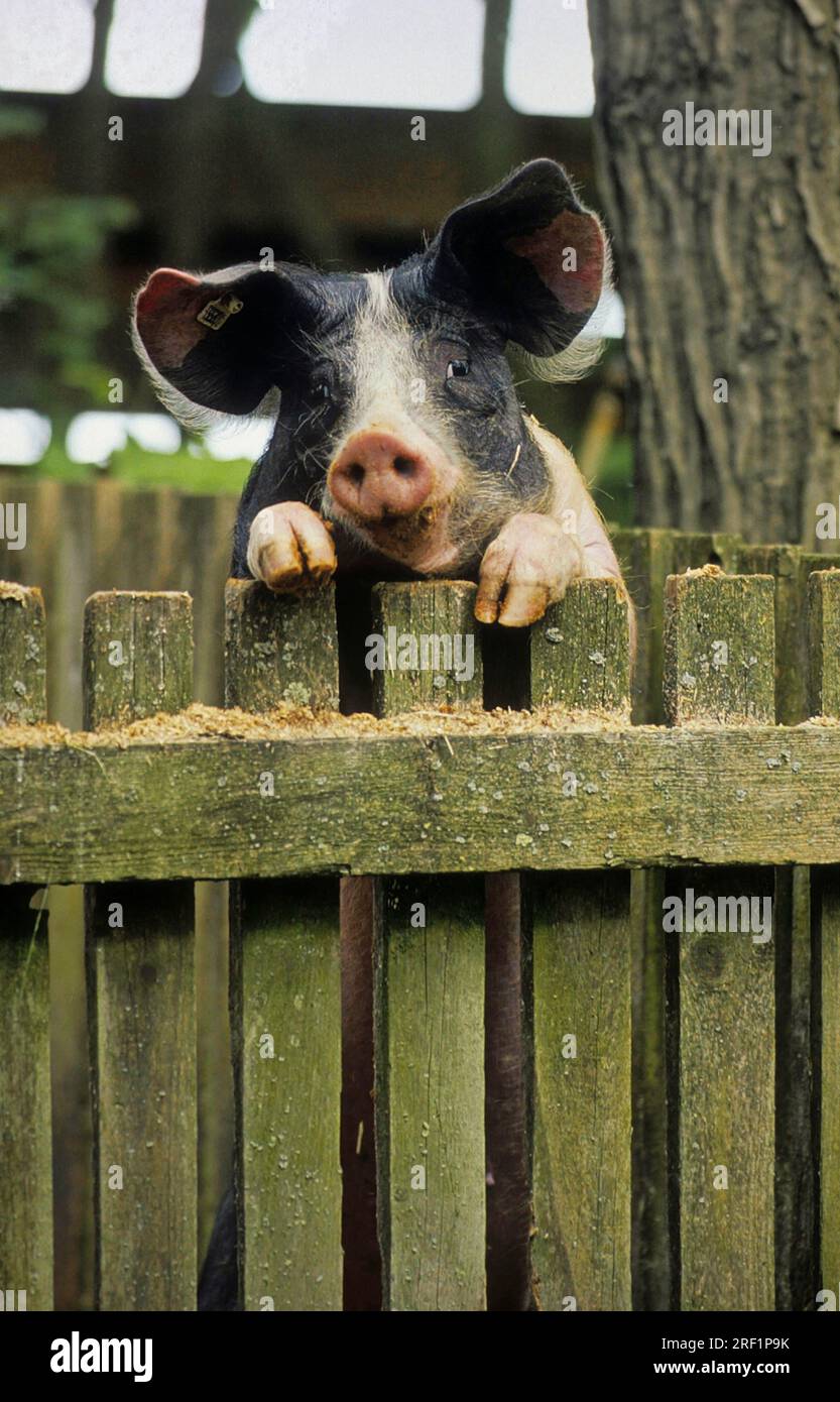 Hallian pig looks over fence, Swabian-Hallian country pig Stock Photo ...