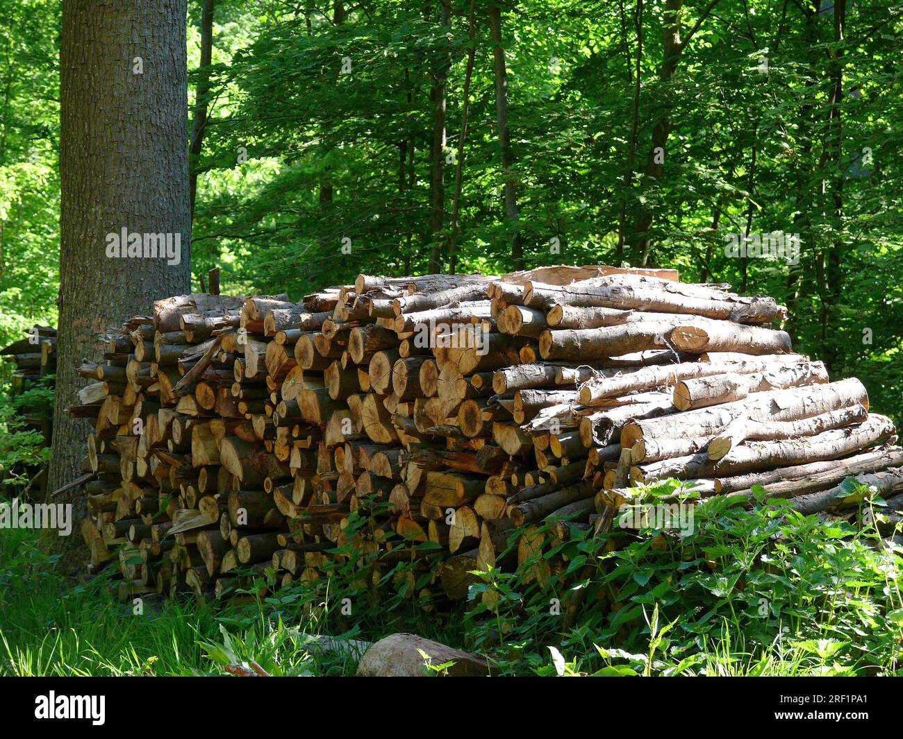 Firewood store in the forest Stock Photo - Alamy