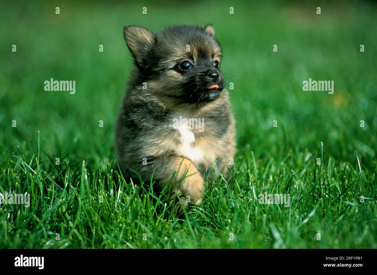 Pomeranian, Miniature Spitz FCI, Standard No. 97 Stock Photo - Alamy