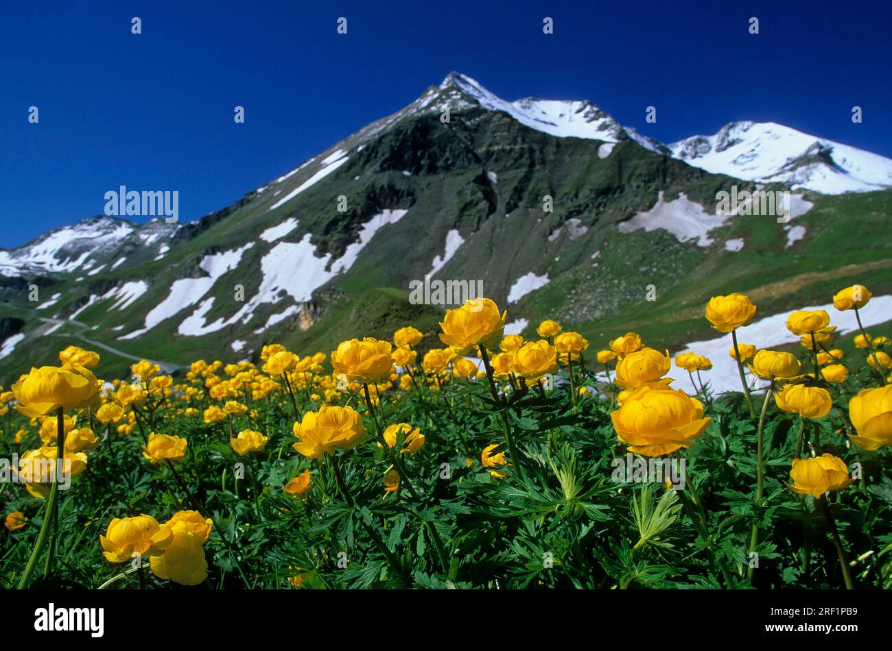 Troll flower, goldhead, buttercup, butterball (Ankebolle), Budabinkerl ...