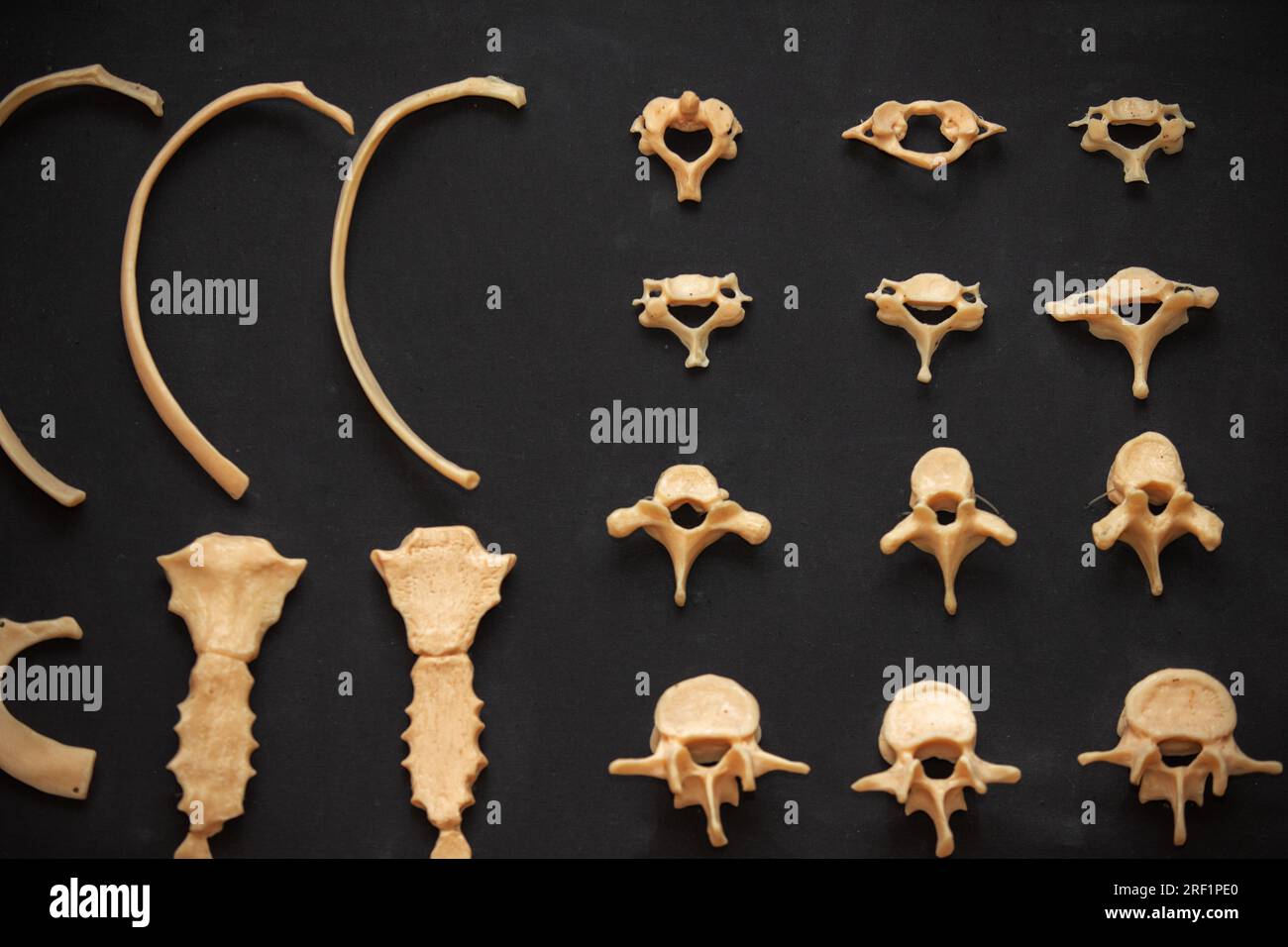 Bones of the human skeleton close-up on a black background as a ...