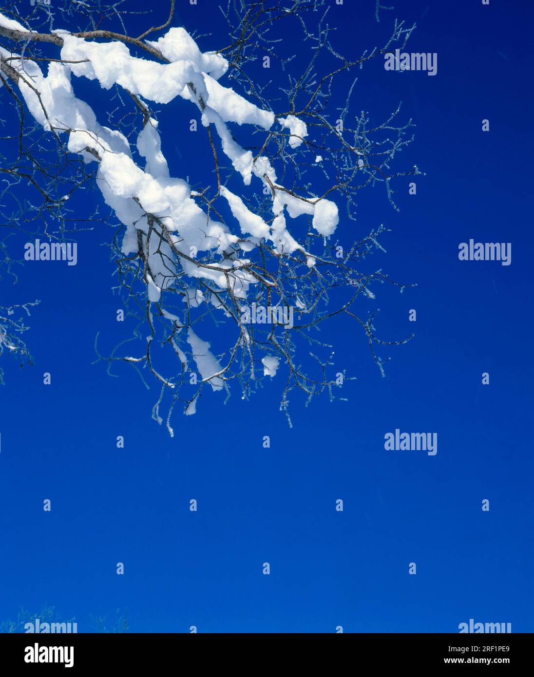 Snow on twig Stock Photo - Alamy