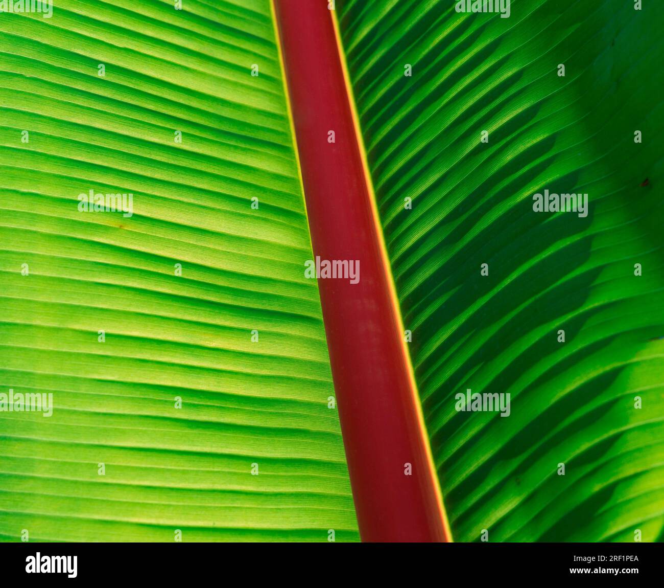 Banana leaf pattern close hi-res stock photography and images - Alamy